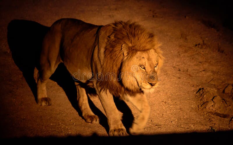 732 Prowling Lion Stock Photos - Free & Royalty-Free Stock Photos from ...