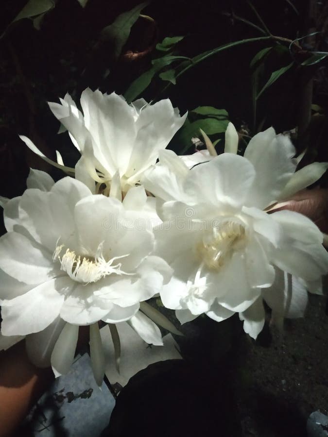 Night Queen Flower Nature Beauty Stock Photo - Image of queen, natural ...