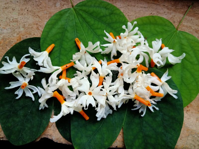 Night Queen Flowers on Leaves Stock Image - Image of beauty, flowers ...