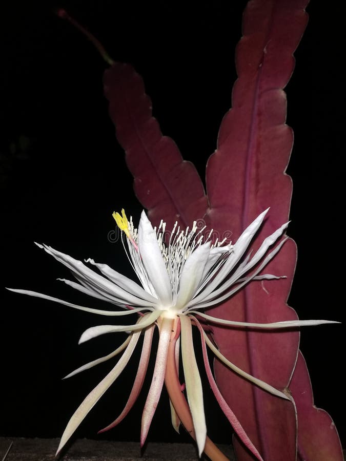 Night Queen Kadupul Flower stock image. Image of lanka - 123371201