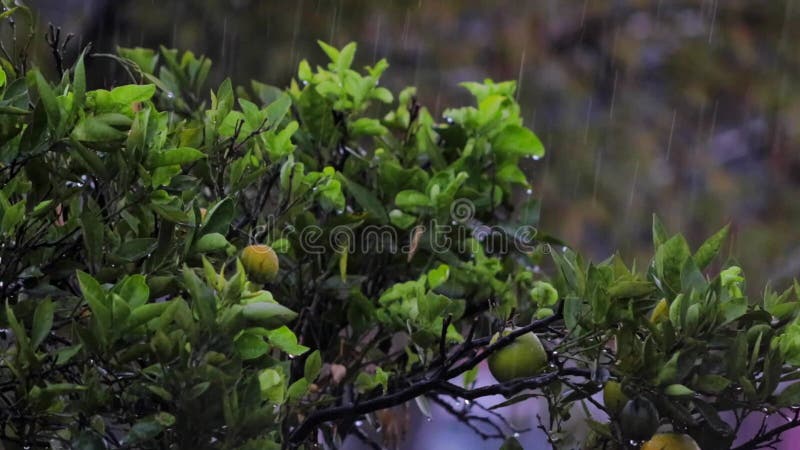 Rain Falling on Lemon and Orange Tree Stock Video - Video of landscape ...
