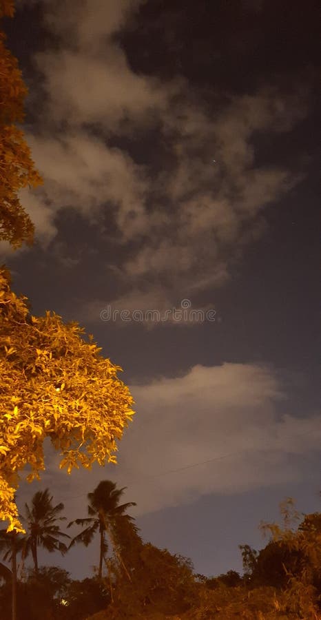 Night red forest stock image. Image of fornt, house - 360591141