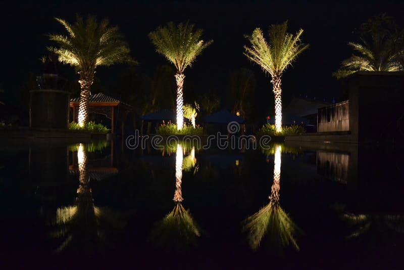 Uplit Trees Stock Photos - Free & Royalty-Free Stock Photos from Dreamstime