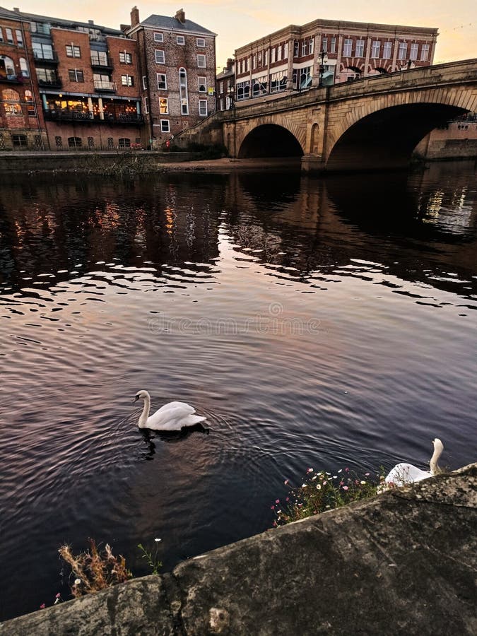 Night River Bridge Reflection Illuminated Swan Stock Image - Image of ...