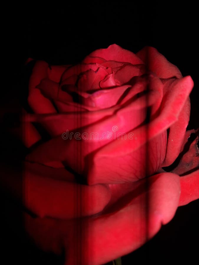 Night rose stock photo. Image of rose, night - 108888562