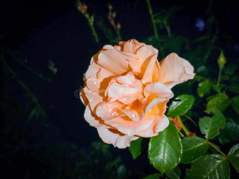 Night rose stock photo. Image of blossom, orange, rose - 291056532