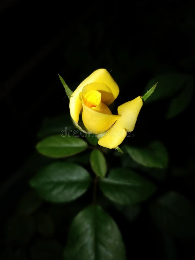 The night rose stock image. Image of flowers, beautiful - 110726383