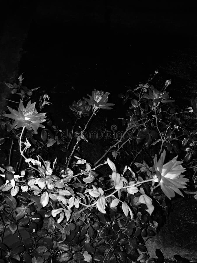 Roses on Sleeping Beauty`s Castle - Tower Stock Photo - Image of ...