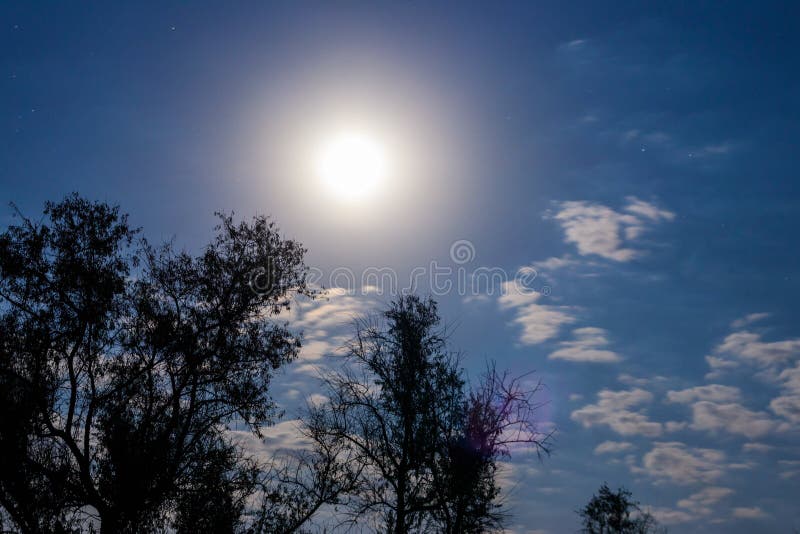 Night Scene with Full Moon and Trees Stock Image - Image of moon ...