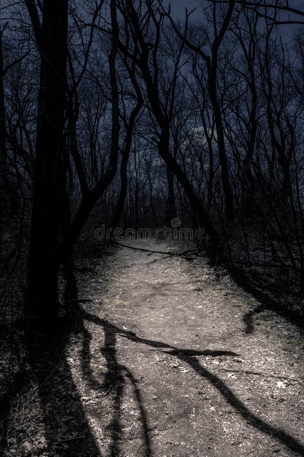 Night Scene in a Haunted Forest, with Branches Overhanging a Moon-lit ...