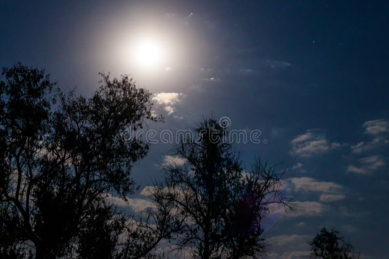 Night Scene with Moon and Trees Stock Image - Image of branch, darkness ...