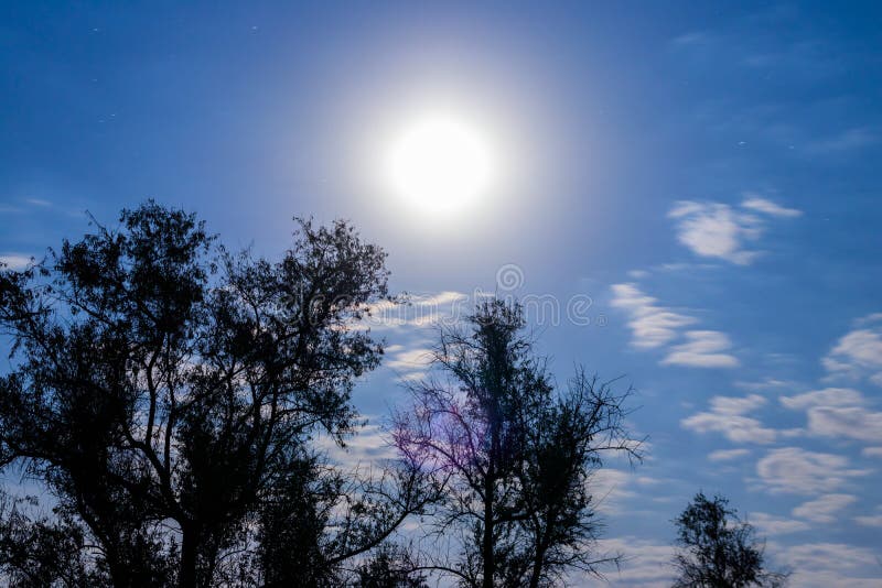 Night Scene with Moon and Trees Stock Photo - Image of blue, black ...