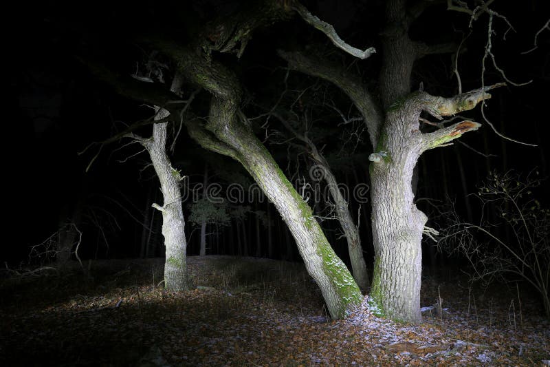 Night Scene with Old Oak Trees Stock Photo - Image of light, mystery ...