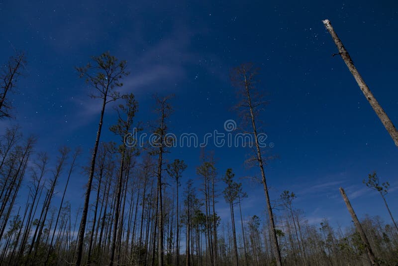 Night Scene of Pine Forest in the Okefenokee Swamp with Sky and Stars ...