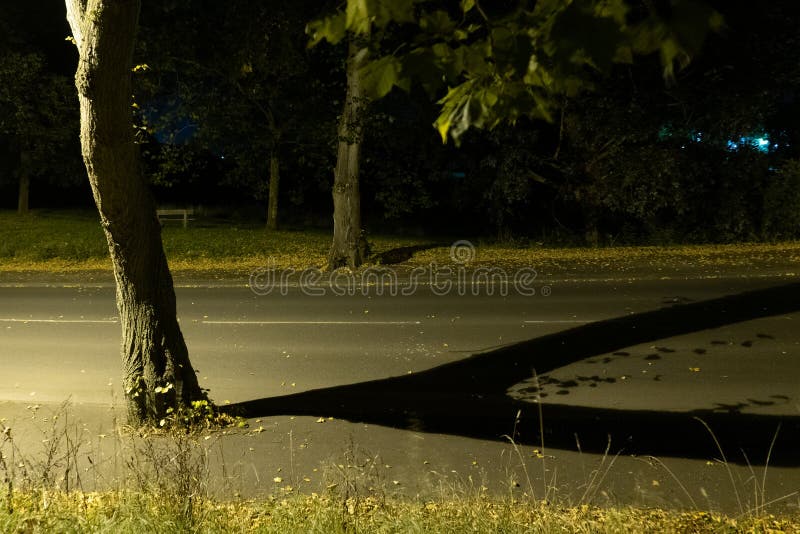 A Night Scene of a Road with a Tree and Shadow Stock Photo - Image of ...
