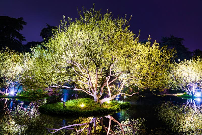 Night Scene of Trees in a Lake Stock Photo - Image of china, tourist ...