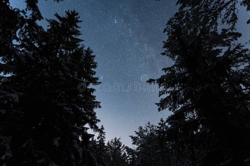 Night Scene, Winter Pine Forest and Clear Starry Sky Stock Image ...