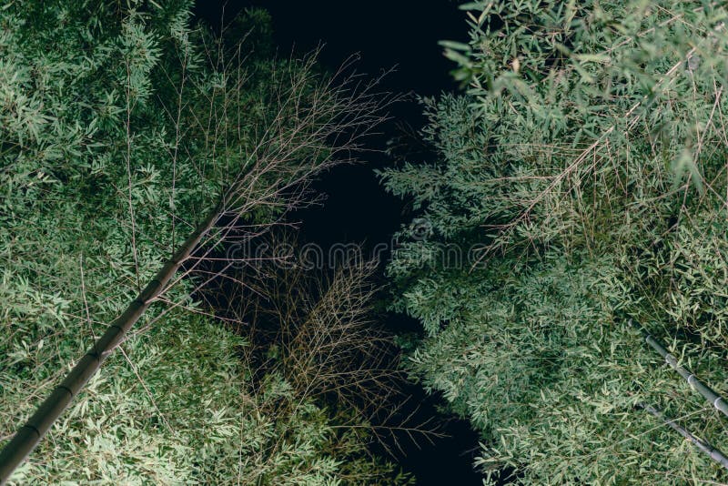 Night Scenery of Green Forest in Japanese Garden Stock Image - Image of ...