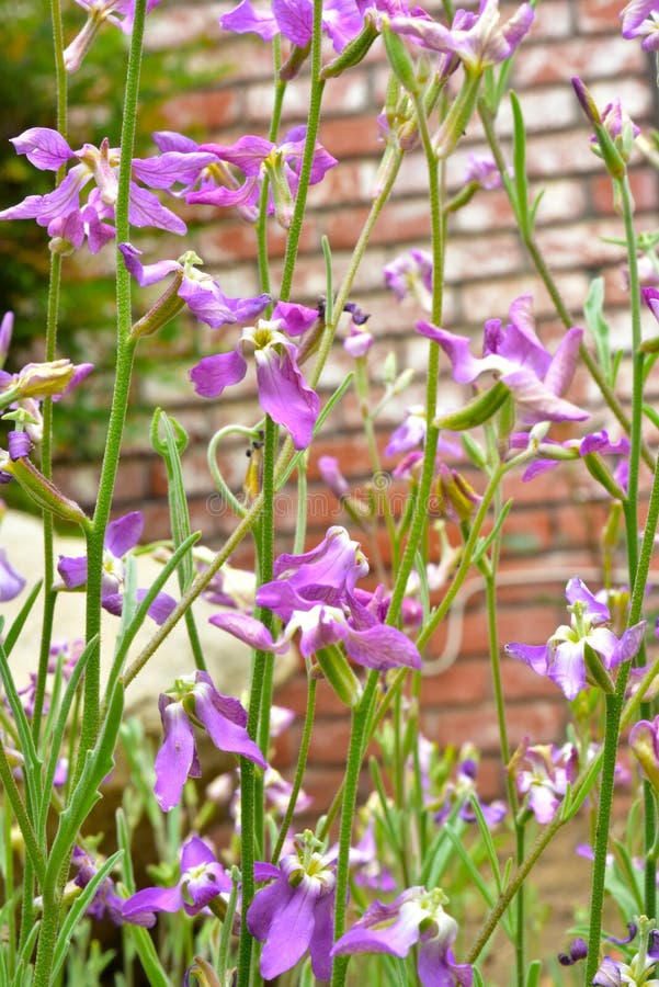 Night Scented Stock , Matthiola Longipetala Stock Image - Image of ...