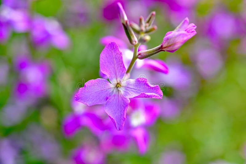 Night Scented Stock , Matthiola Longipetala Stock Photo - Image of ...
