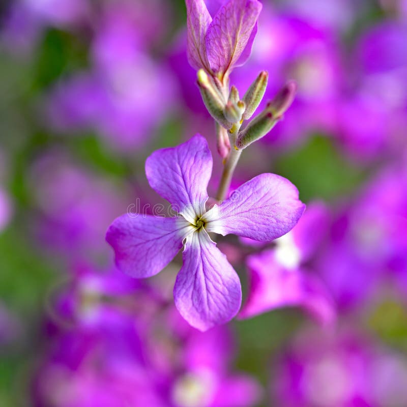Night Scented Stock , Matthiola Longipetala Stock Image - Image of ...