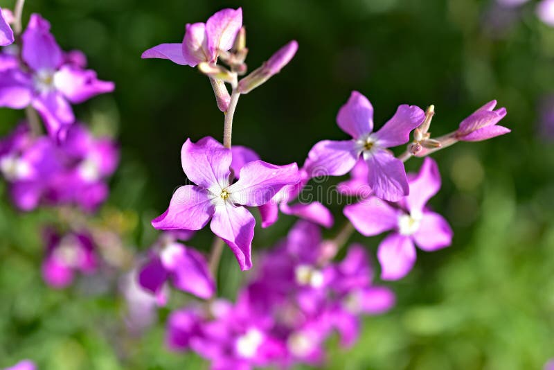 Night Scented Stock , Matthiola Longipetala Stock Photo - Image of ...