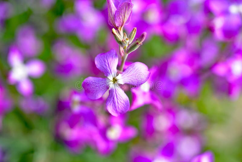 Night Scented Stock , Matthiola Longipetala Stock Image - Image of ...