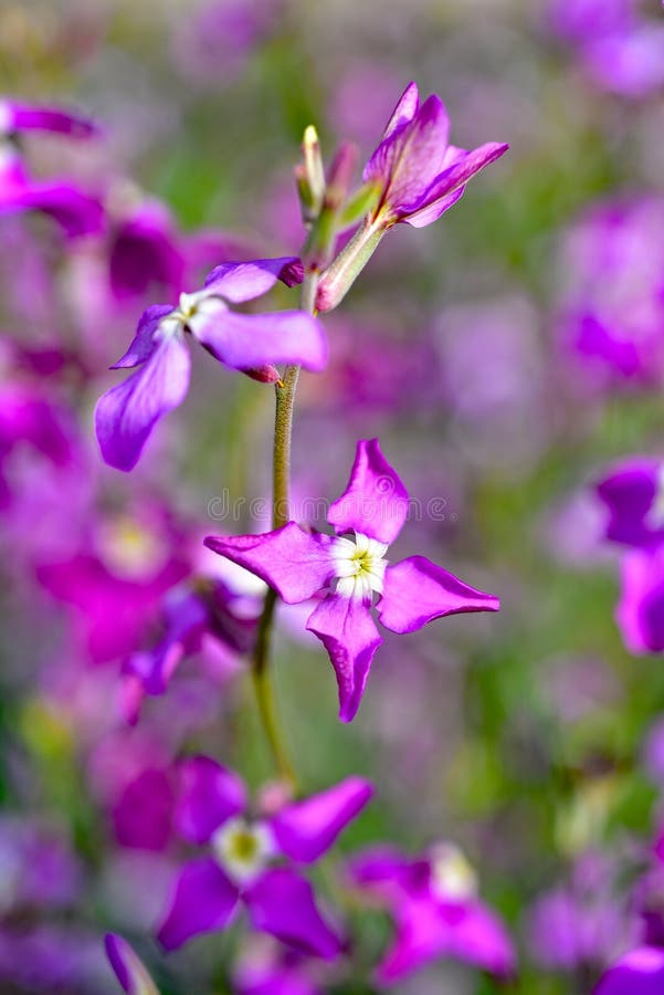 Night Scented Stock , Matthiola Longipetala Stock Photo - Image of ...