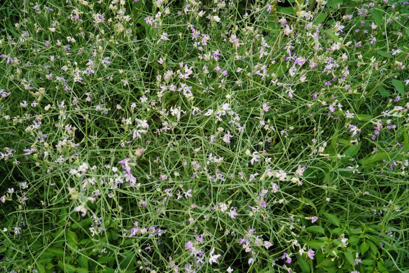 Night Scented Stock, Matthiola Longipetala Fragrant Flower Stock Photo ...