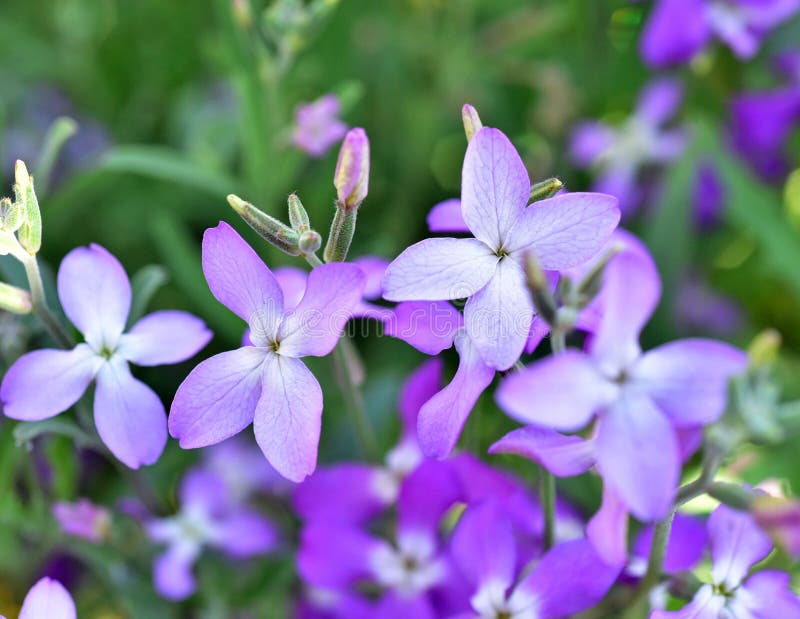 Night Scented Stock , Matthiola Longipetala Stock Photo - Image of ...