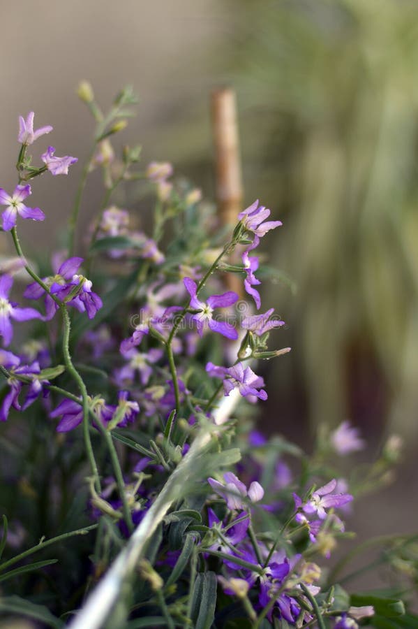 Night Scented Stock , Matthiola Longipetala . Stock Photo - Image of ...