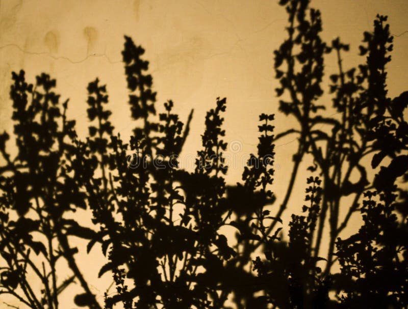 Night Shadow of a Plant stock image. Image of childhood - 211146173