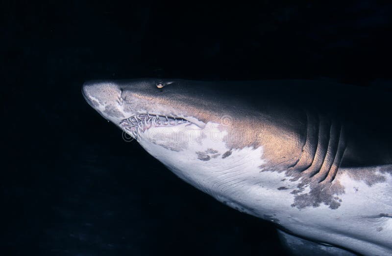 Night shark. stock image. Image of scuba, sealife, fish - 85076609