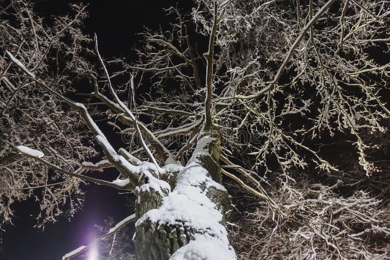 Night Shooting. a Tree Covered with Snow from Below Stock Image - Image ...
