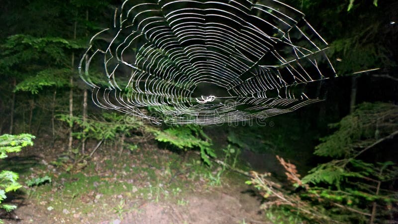 Night Shot Forest Spider Web Stock Photos - Free & Royalty-Free Stock ...