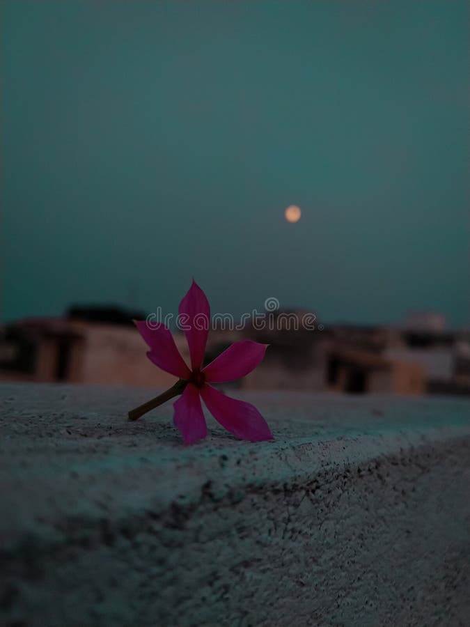 Night Sight Flower Wallpaper Stock Photo - Image of sight, reflection ...