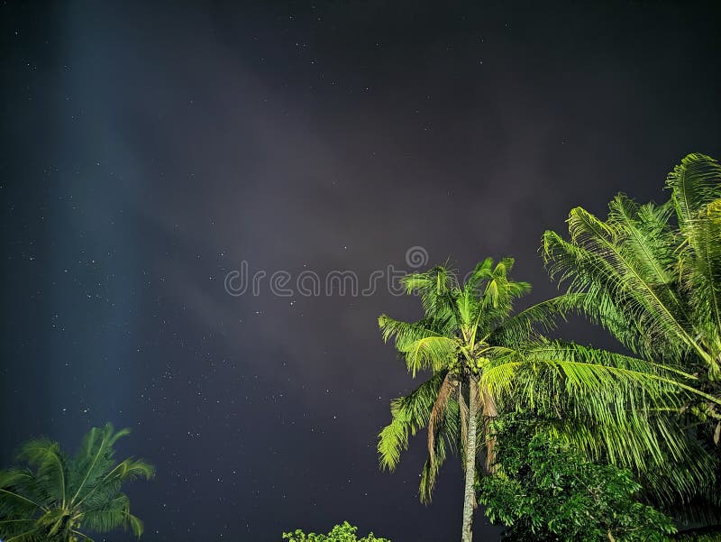 Night Sky with Coconut Tree Stock Photo - Image of coconut, stars ...