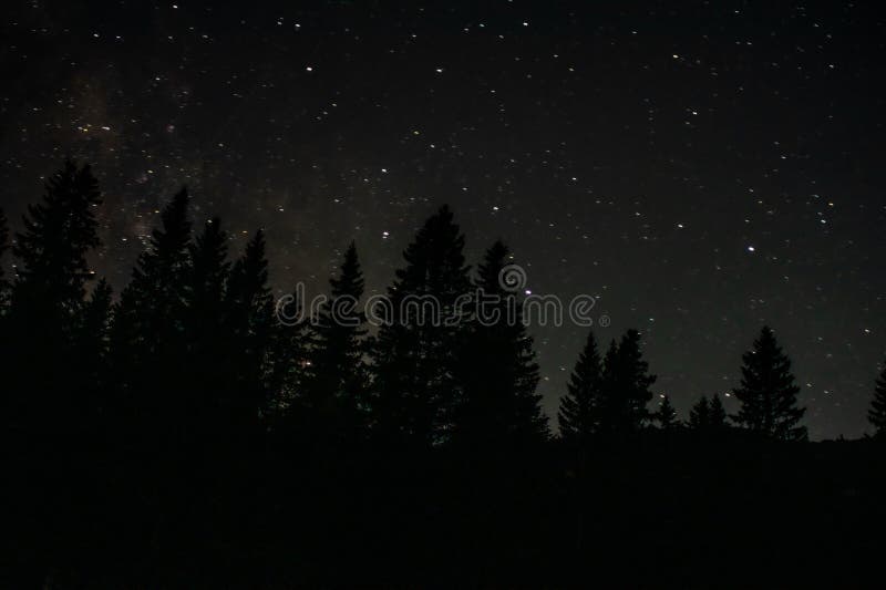 Night Sky in the Forest. Pine Trees and Stars at Night. Mountain Dark ...