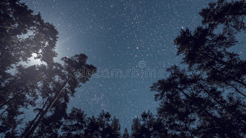 Night Sky in the Forest with Stars and Moon Stock Illustration ...