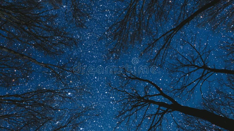 Night Sky in the Forest with Stars and Moon Stock Illustration ...