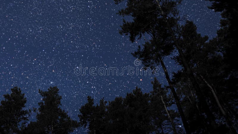 Night Sky in the Forest with Stars and Moon Stock Illustration ...