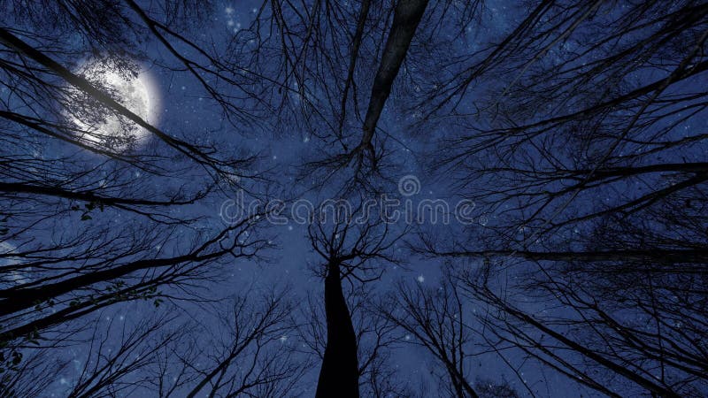 Night Sky in the Forest with Stars and Moon Stock Illustration ...