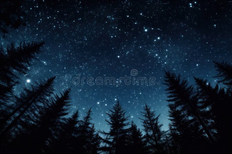 Night Sky in Forest, View of Star on Night Sky through Tree Brunches ...