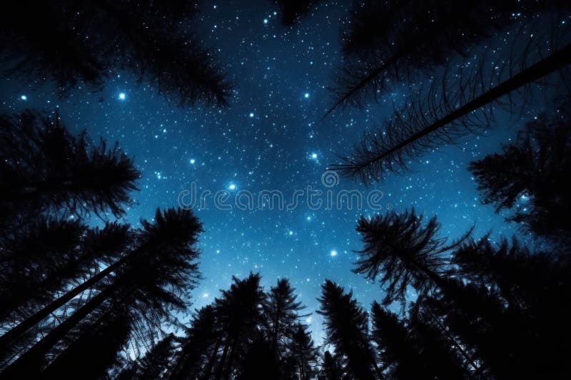 Night Sky in Forest, View of Star on Night Sky through Tree Brunches ...