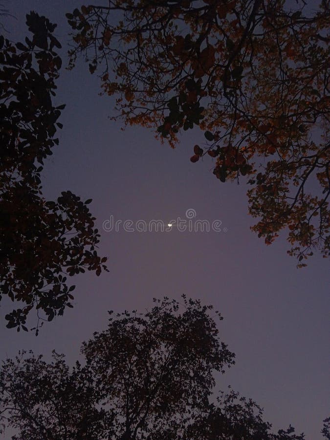 Night Sky with Half Moon and these Trees Around Stock Image - Image of ...