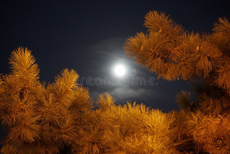 Night Sky and Moon through the Branches of Forest Trees Stock Image ...