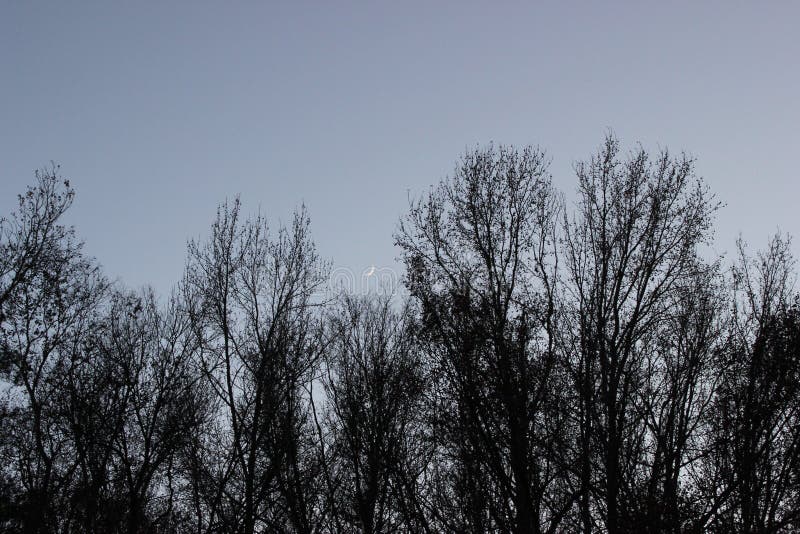 Night sky moon among trees stock image. Image of sunset - 47262255