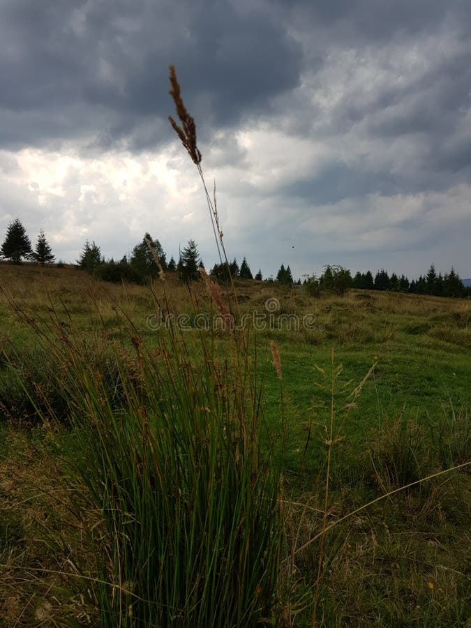 Grass after rain stock image. Image of trees, grass - 124731207