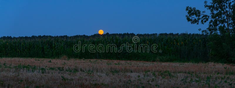 Night Sky Over a Field with Moon. Full Moon Over Corn Field. Panoramic ...