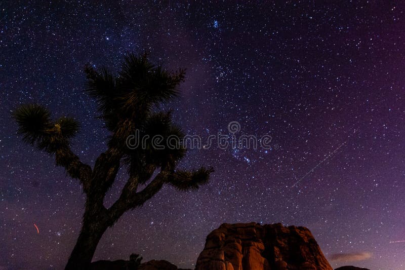 585 Joshua Tree Night Sky Stock Photos - Free & Royalty-Free Stock ...
